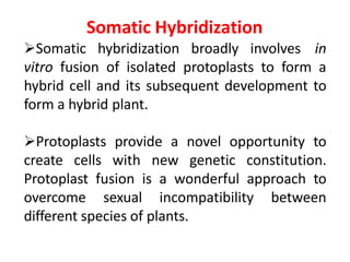 somatic hybrid.pptx