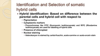 Somatic hybridisation | PPTX
