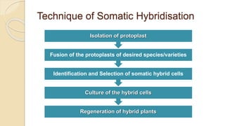 Somatic hybridisation | PPTX