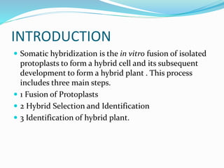 Somatic hybridisation, methods . | PPTX