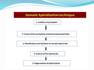 Somatic hybridisation, methods . | PPTX