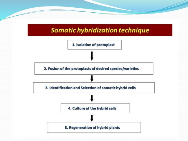 Somatic hybridisation, methods . | PPT