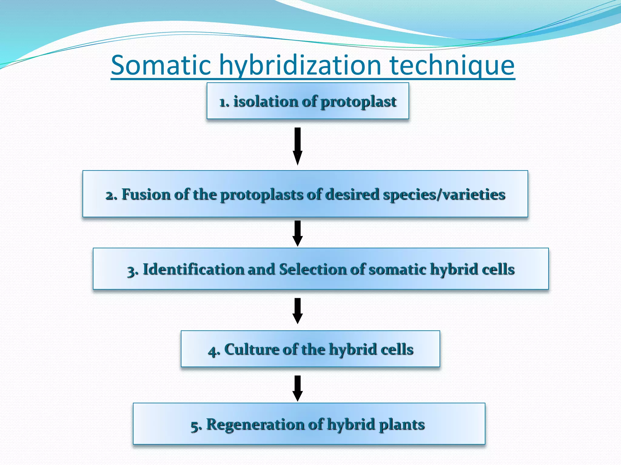 (Somatic hybridization) | PPTX