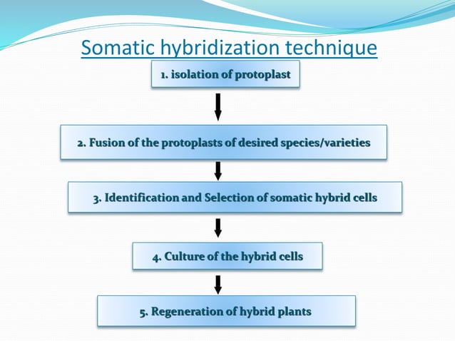 (Somatic hybridization) | PPTX | Biological Sciences | Science