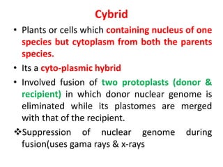 Somatic hybridization | PPTX