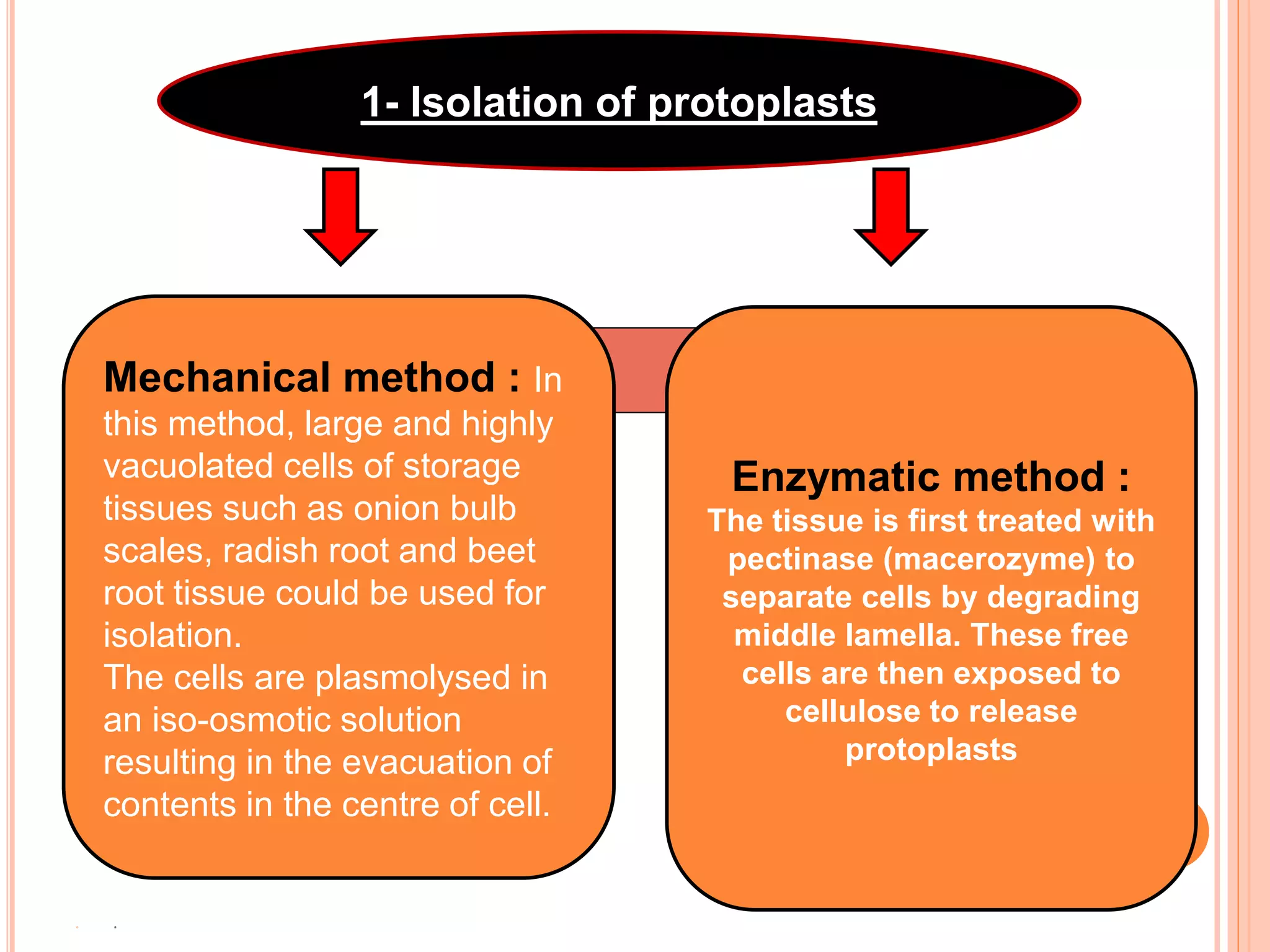 Somatic hybridization.pptx