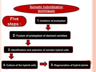 Somatic hybridization.pptx