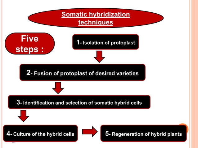 Somatic hybridization.pptx
