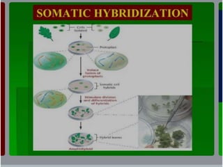 somatic hybridization.pptx