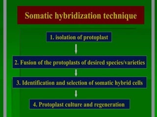somatic hybridization.pptx
