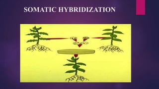 Somatic hybridization faizy | PPTX