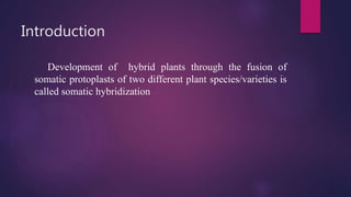 Somatic hybridization faizy | PPTX