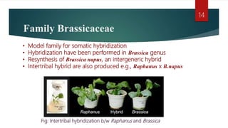 Somatic hybridization in higher plants | PPTX