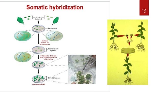 Somatic hybridization in higher plants