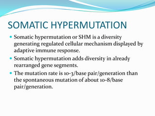 Somatic hypermutation and affinity maturation | PPTX