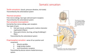 Somatic mechanoceptive sensation.hussein f. sakr | PPTX