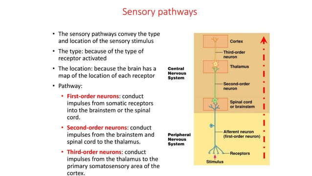 Somatic mechanoceptive sensation.hussein f. sakr | PPTX | Brain and ...