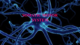 somaticmotor system descriptionof the somaticular .pptx