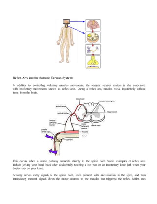 Somatic nervous system | DOCX