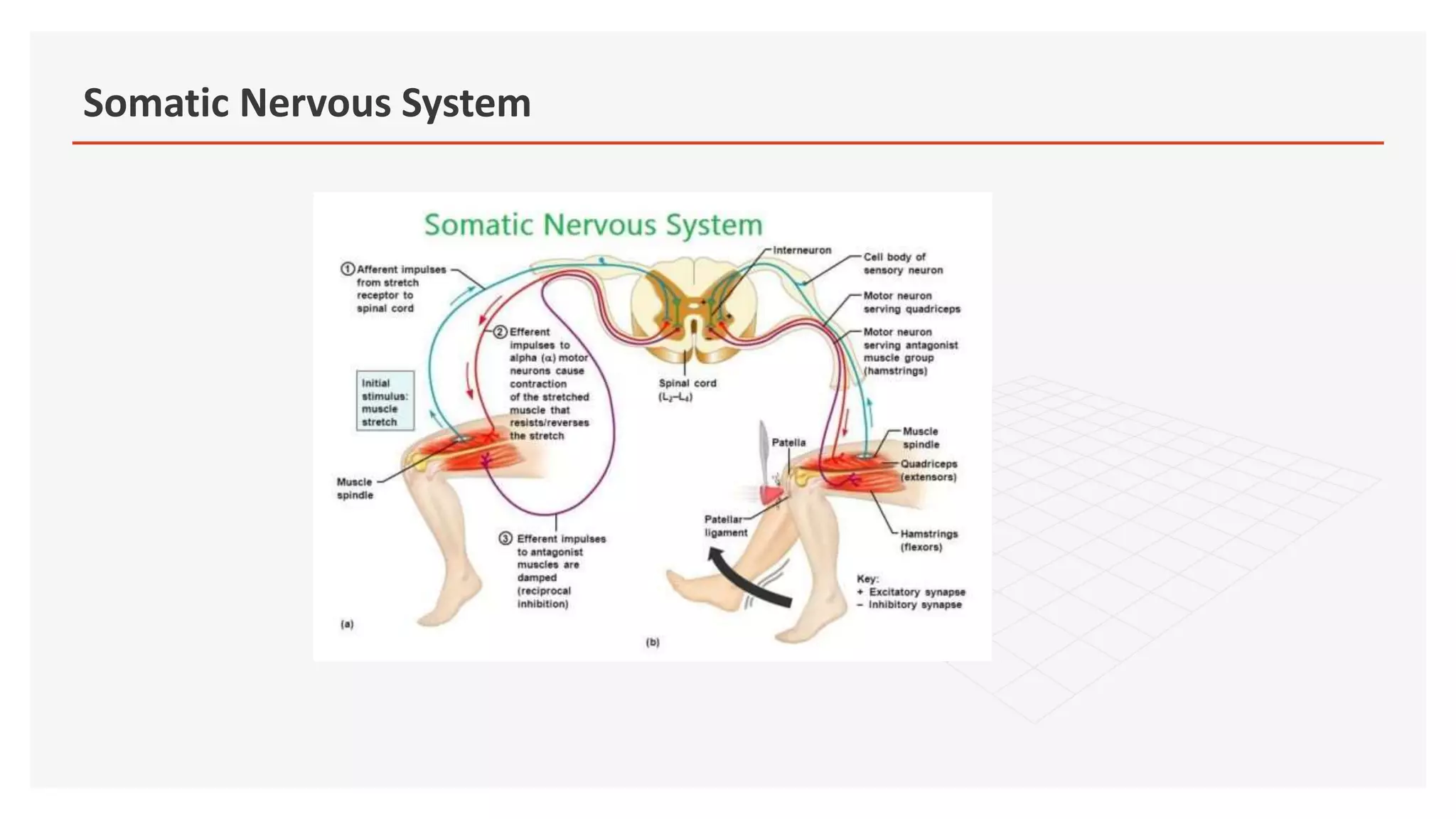 Somatic Nervous System.pptx