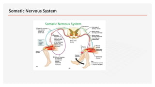 Somatic Nervous System.pptx