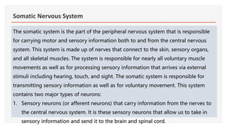 Somatic Nervous System.pptx