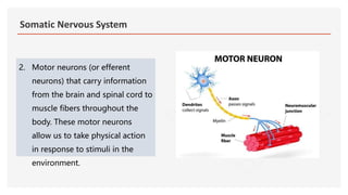 Somatic Nervous System.pptx