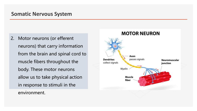 Somatic Nervous System.pptx