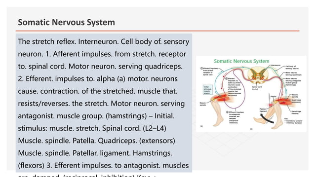 Somatic Nervous System.pptx