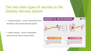 01. The Somatic Nervous System ppt.pptx