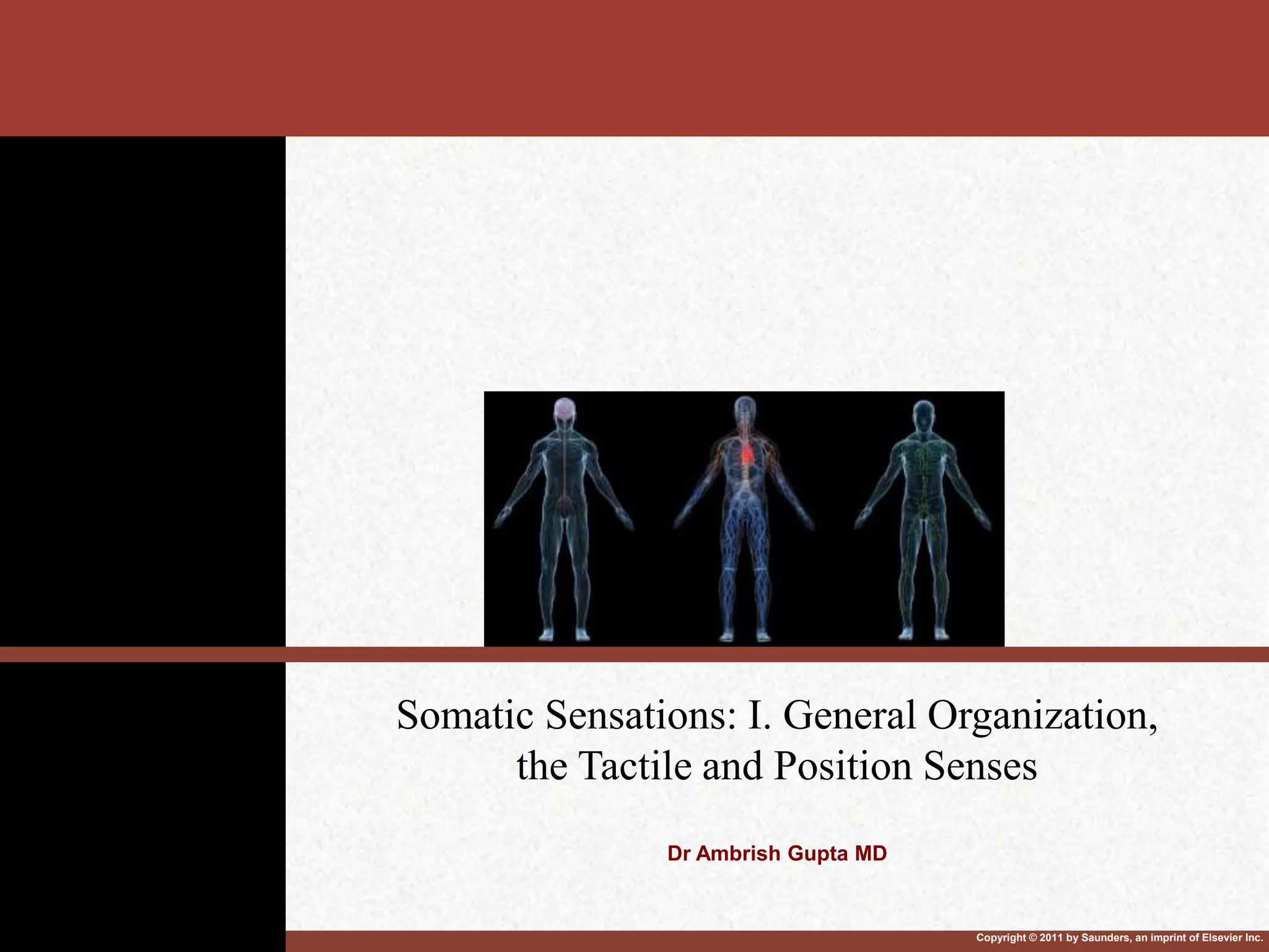 Somatic sensory system | PPTX