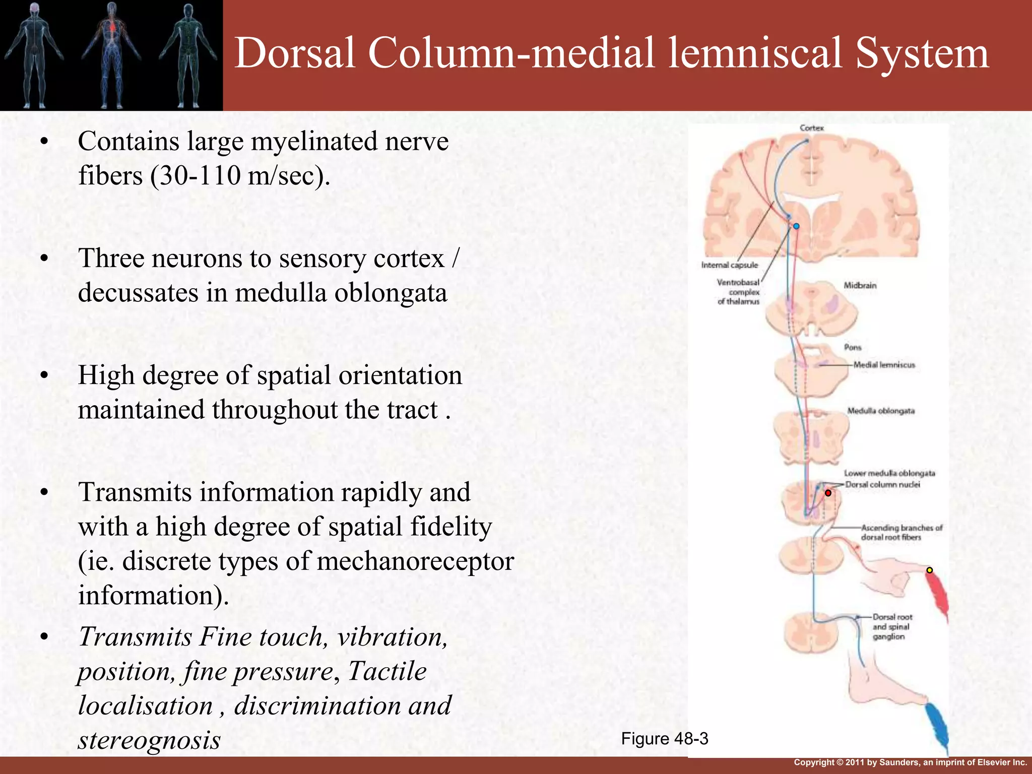 Somatic sensory system | PPTX