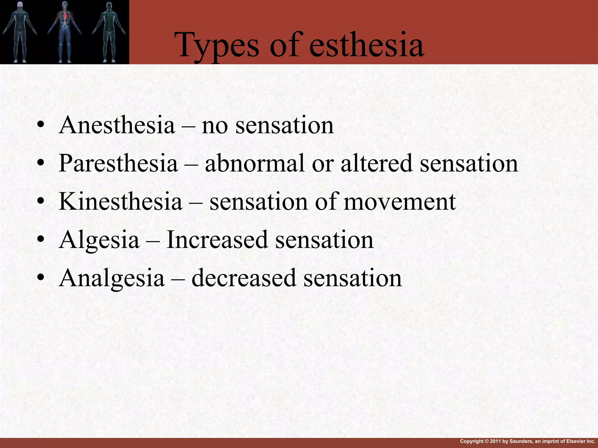 Somatic sensory system | PPTX