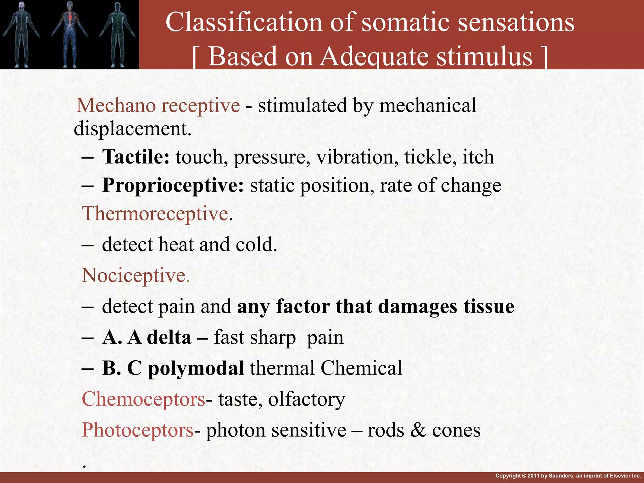Somatic sensory system | PPTX