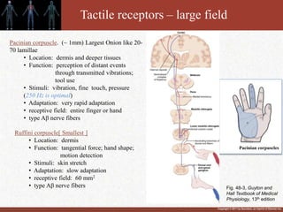 Somatic sensory system | PPTX