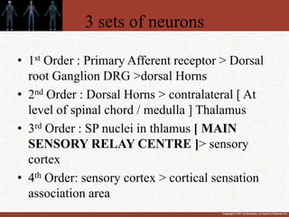 Somatic sensory system | PPTX