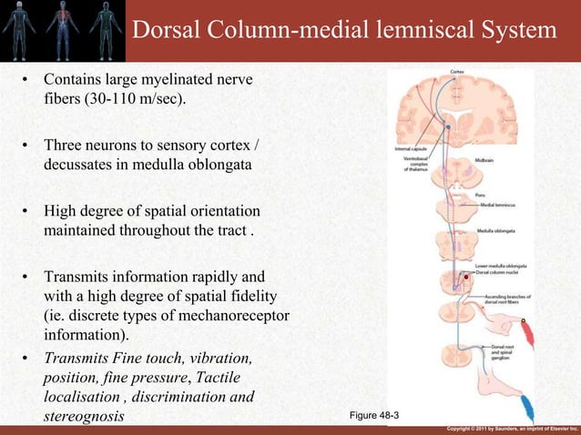 Somatic sensory system | PPTX