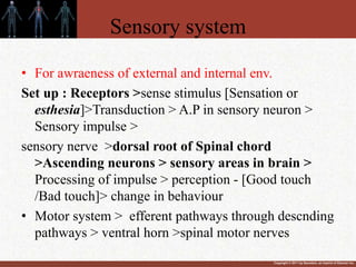 Somatic sensory system | PPTX