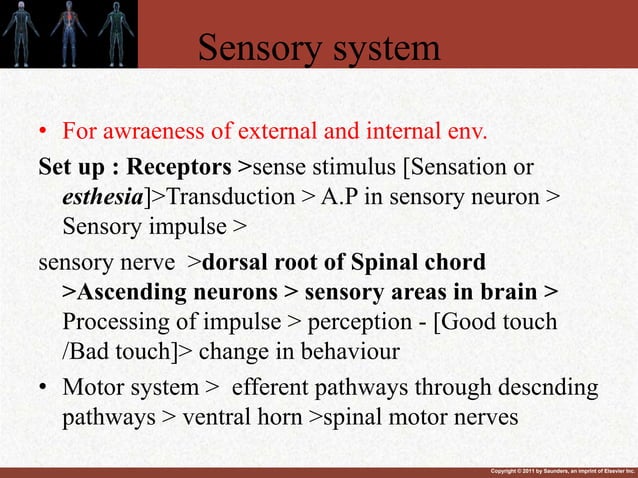 Somatic sensory system | PPTX