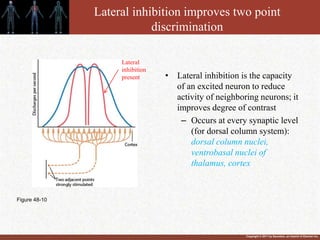 Somatic sensory system | PPTX