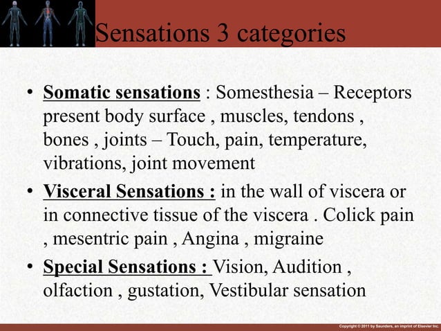Somatic sensory system | PPTX
