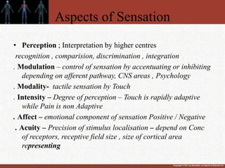 Somatic sensory system | PPTX