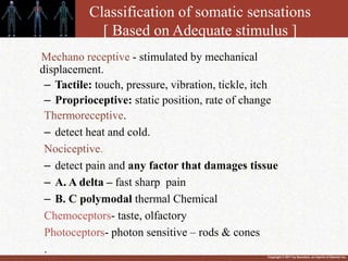 Somatic sensory system | PPTX