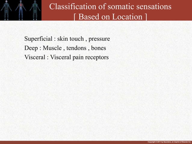 Somatic sensory system | PPTX