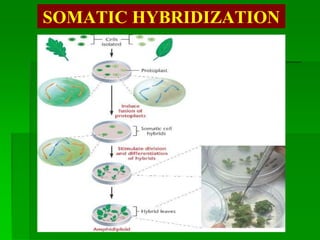 Somatic ybridization and its application | PPTX