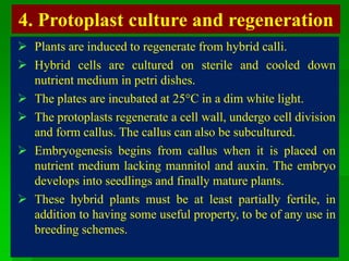 Somatic ybridization and its application | PPTX