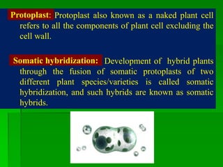 Somatic ybridization and its application | PPTX