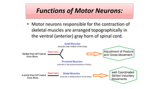 somatomotor system.pptx