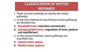 somatomotor system.pptx