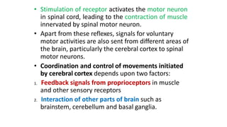 somatomotor system.pptx